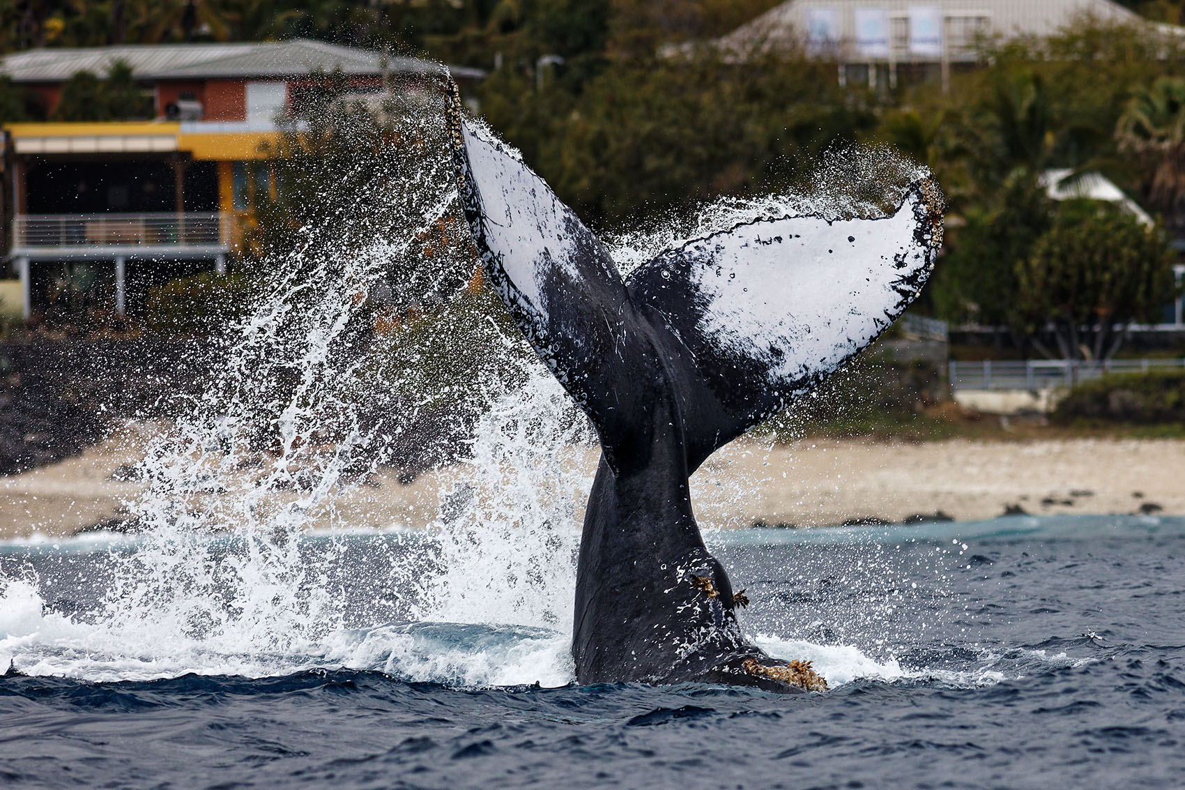 En immersion avec des baleines à bosse durant leurs migrations